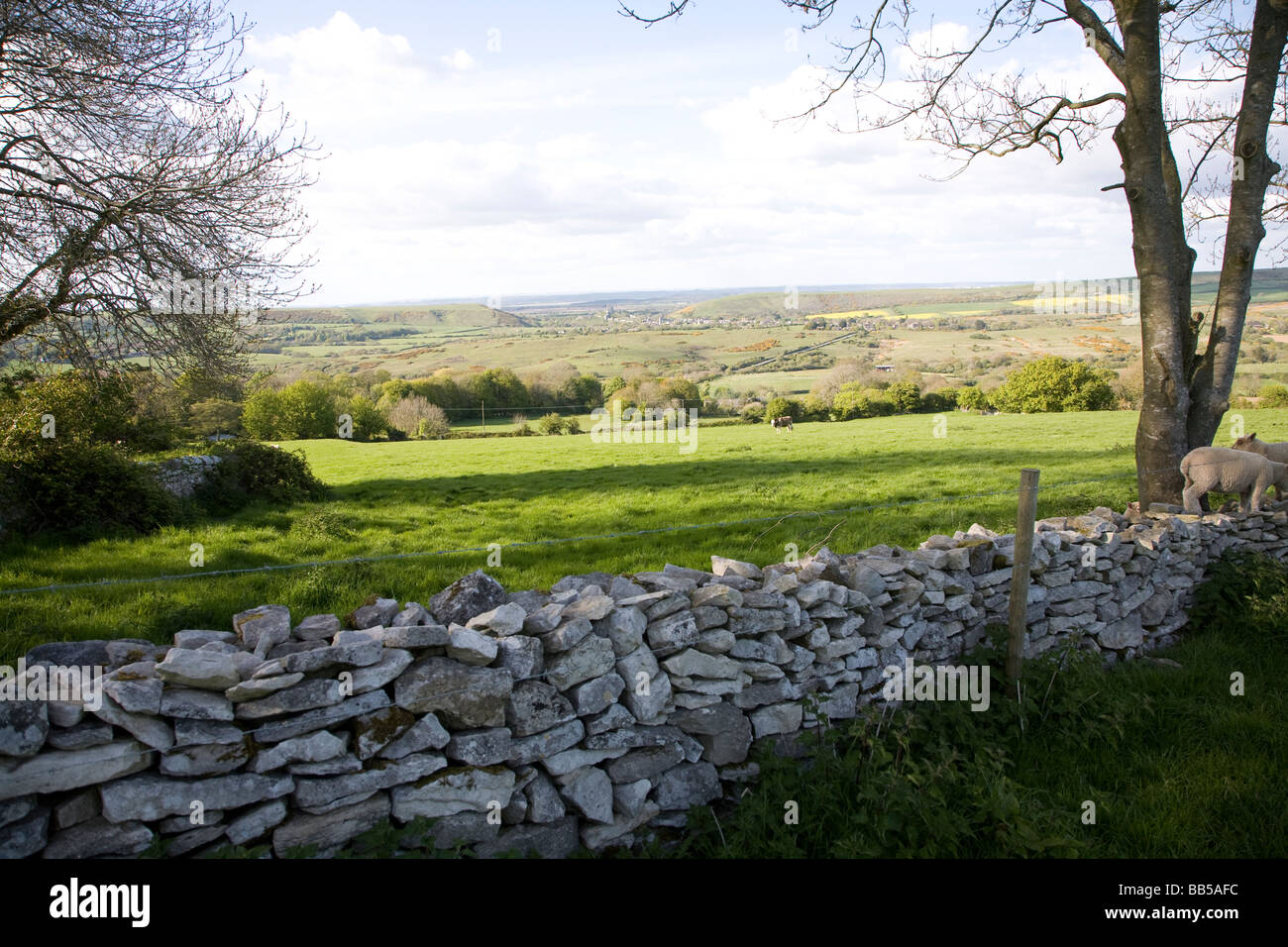 Limestone dry stone wall Isle of Purbeck Dorset England Stock Photo - Alamy