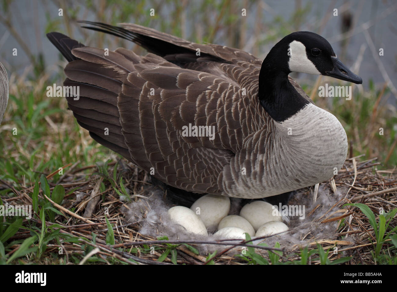 Canada Goose (Branta canadensis) Mother on nest with eggs - New York ...