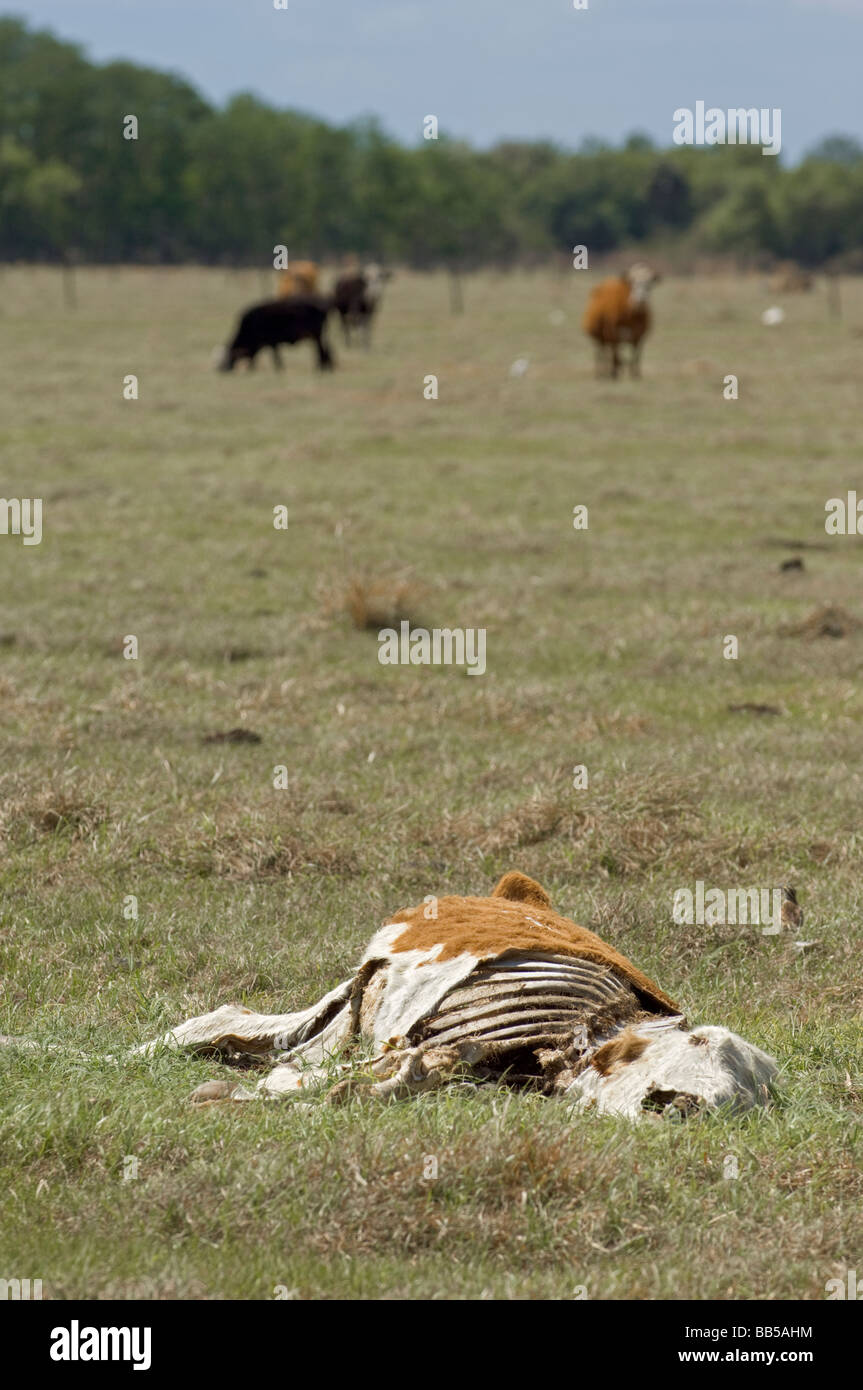 dead cow in a field cattle dead skeleton death ranch picked apart gross ...