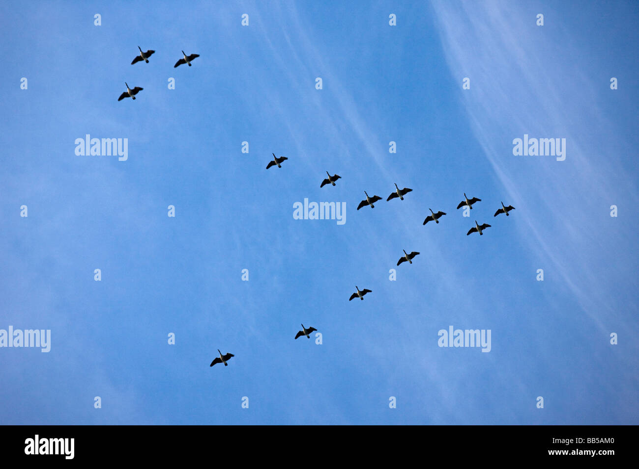 Geese Flying In V Formation High Resolution Stock Photography and ...
