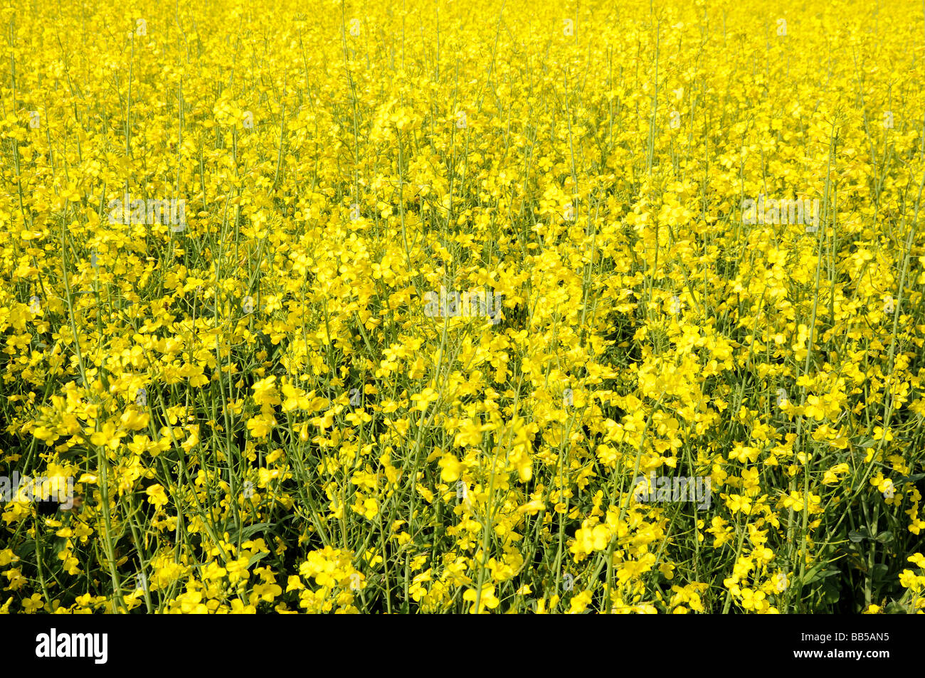 Oilseed rape plants Stock Photo - Alamy
