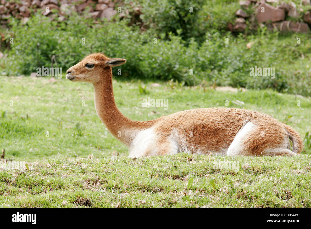 Vicuna animal hi-res stock photography and images - Alamy
