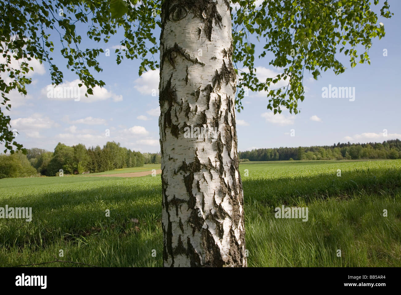 One birch tree hi-res stock photography and images - Alamy