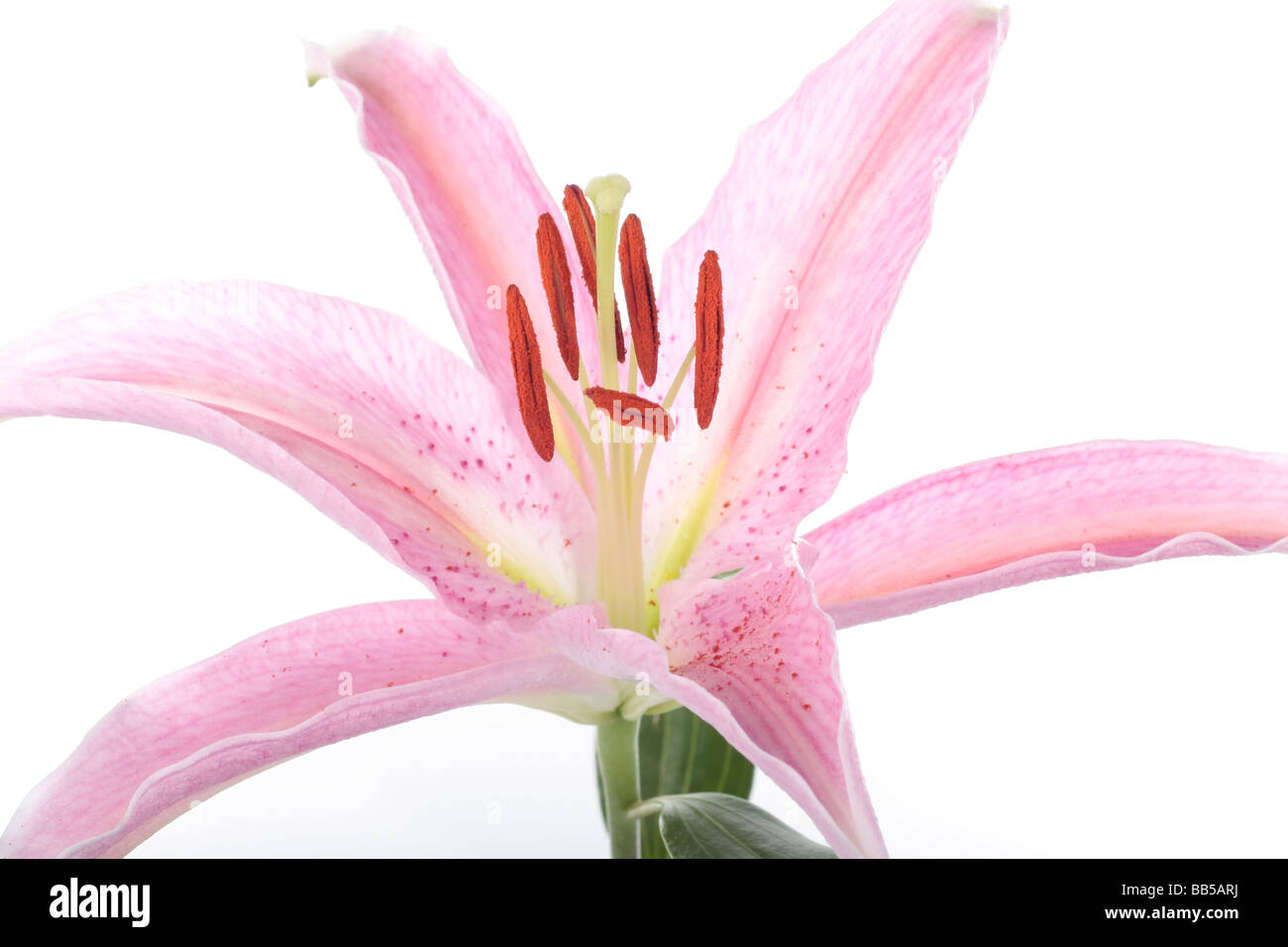 Stargazer lily flower closeup Stock Photo - Alamy