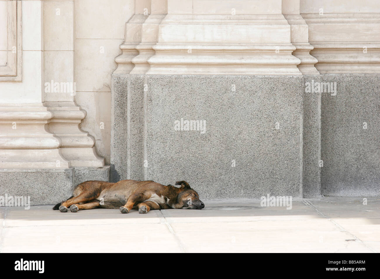 Stray Dog on the streets of Lima Stock Photo - Alamy