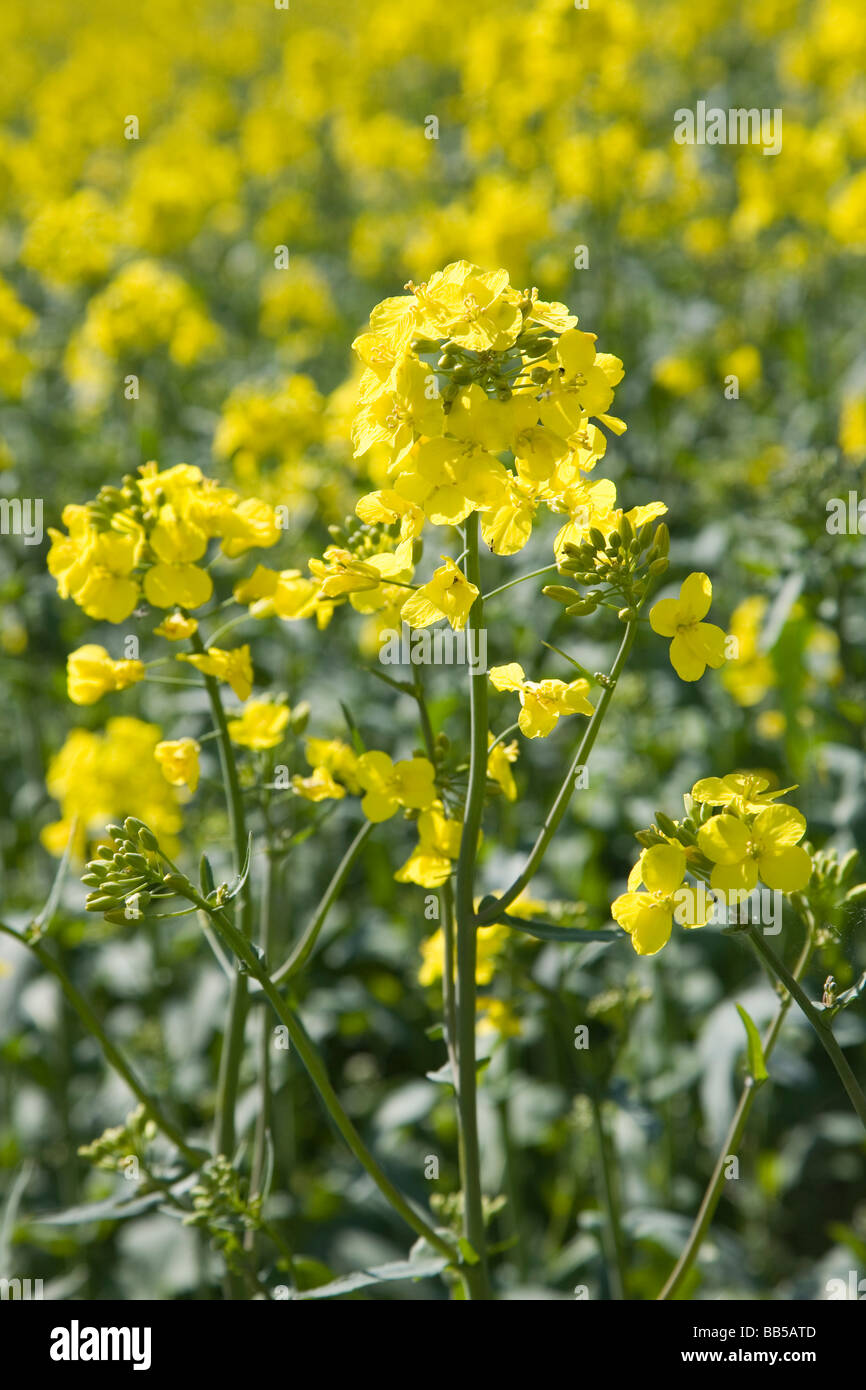 Rapeseed biodiesel hi-res stock photography and images - Alamy
