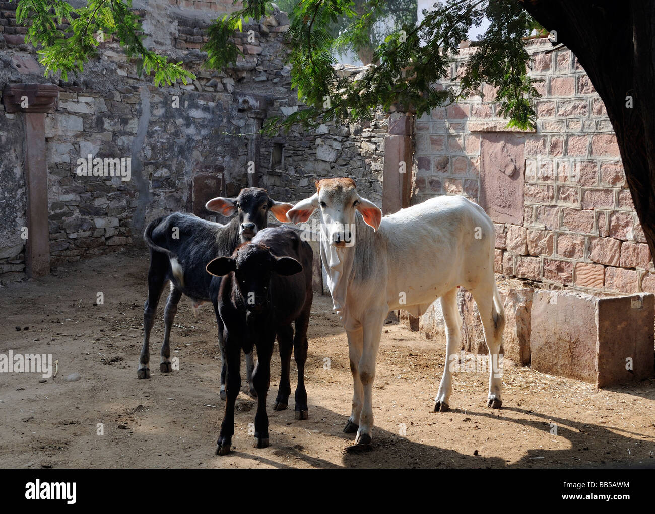 Indian zebus hi-res stock photography and images - Alamy