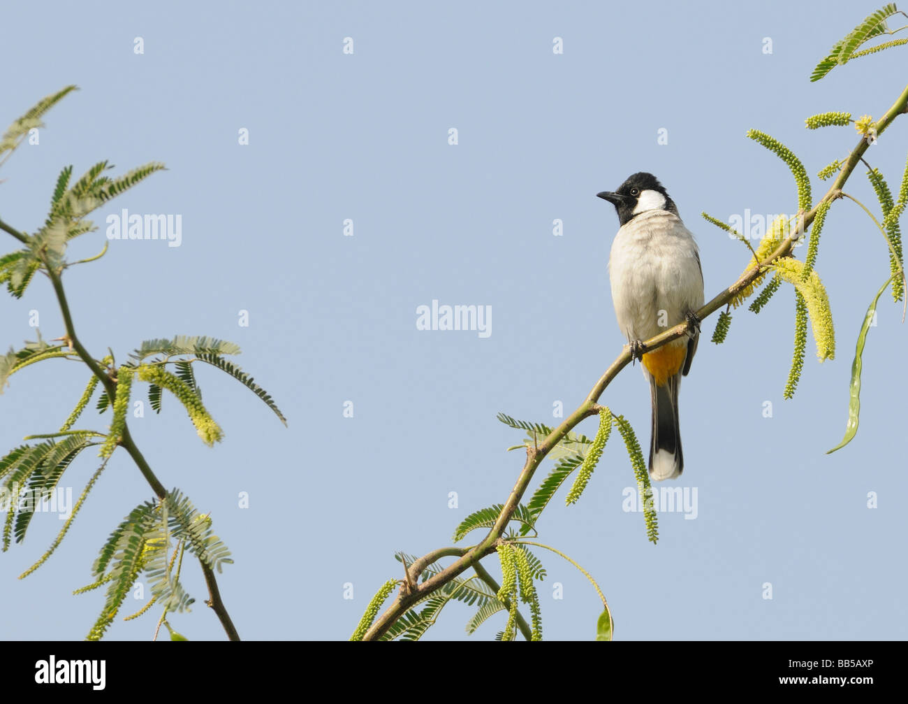 A White-eared Bulbul (Pycnonotus leucotis) sits in a thorny acacia tree ...