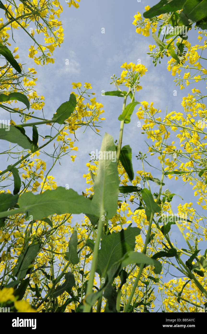 Oilseed rape plants against blue sky Stock Photo - Alamy