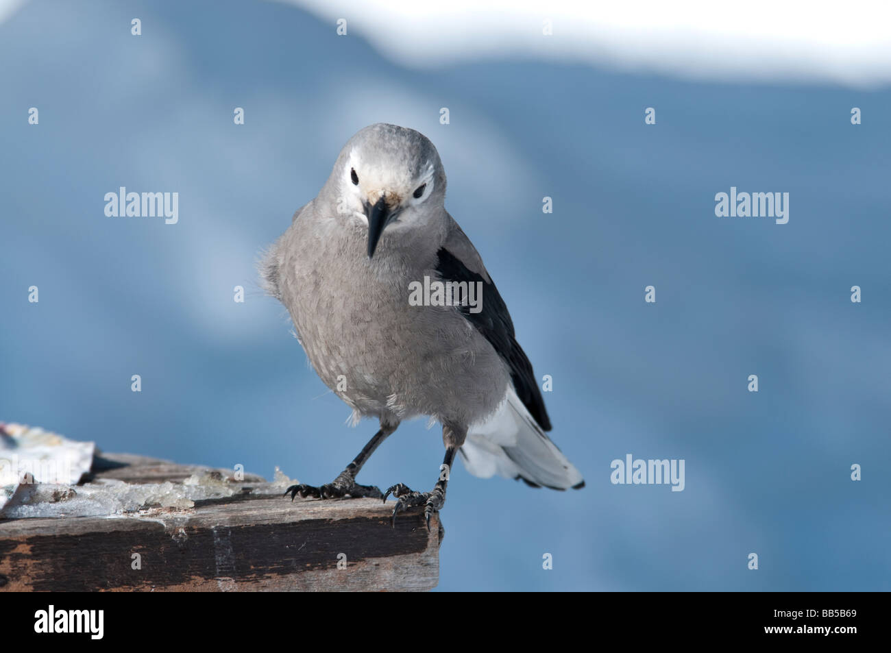 Clark's nutcracker hi-res stock photography and images - Alamy