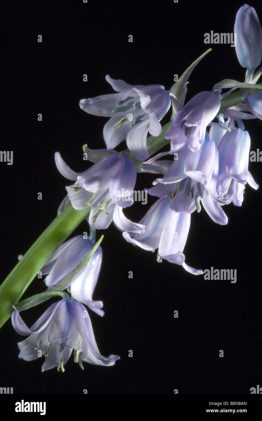 Blue scilla flower Cut Out Stock Images & Pictures - Alamy