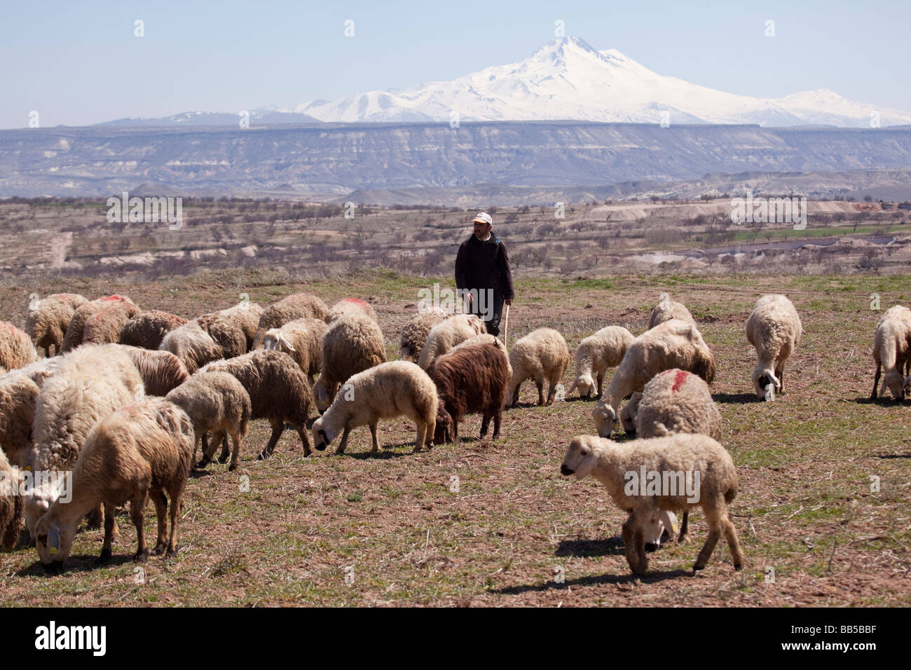Shepherd and his flock of sheep in Cappadocia Turkey Stock Photo - Alamy