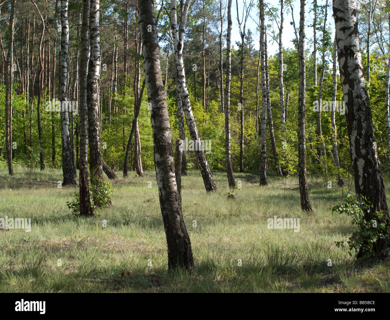 Birch opening hi-res stock photography and images - Alamy