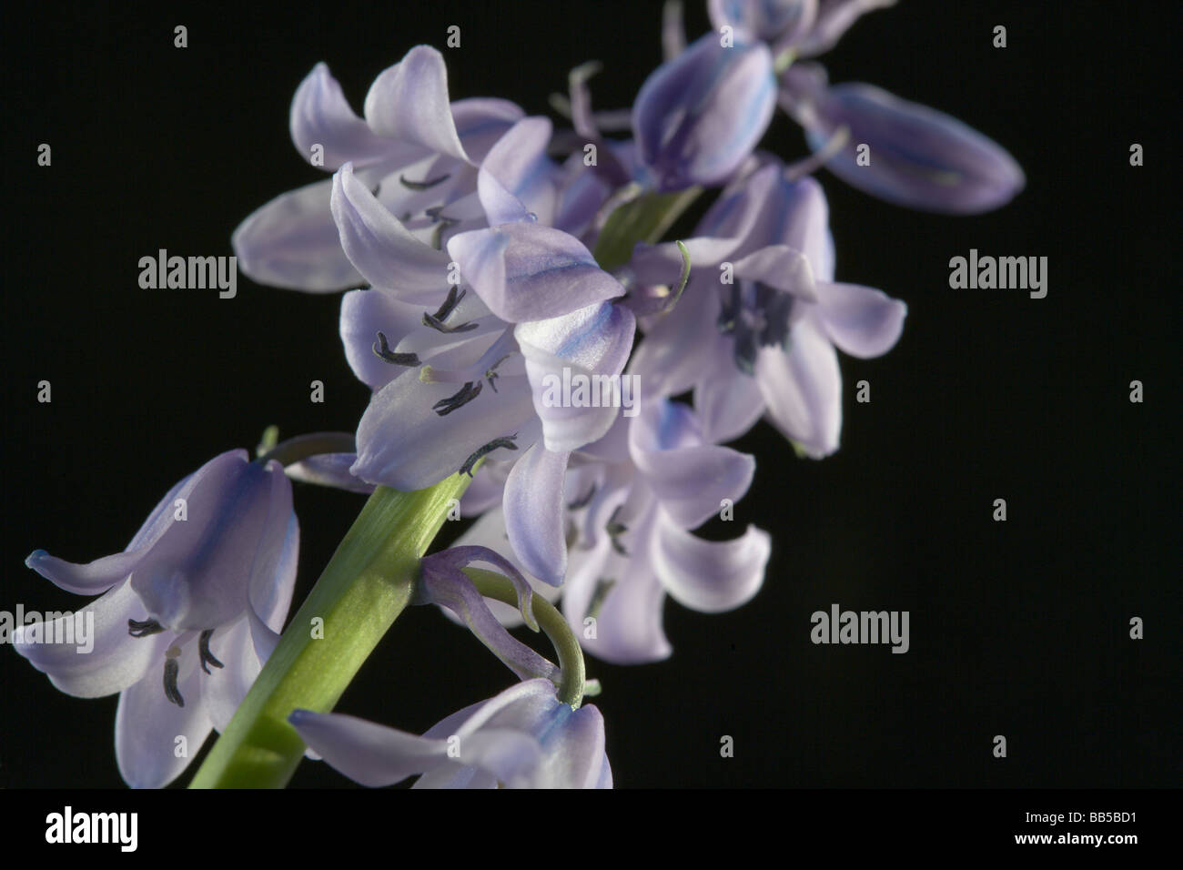 Blue scilla flower Cut Out Stock Images & Pictures - Alamy
