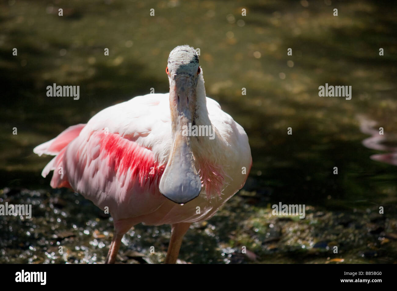 Roseate spoonbill ajaia ajaia red spoonbill hi-res stock photography ...