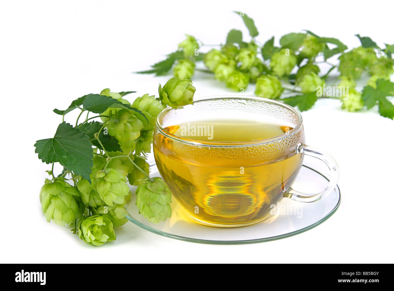 Hop bush hi-res stock photography and images - Alamy