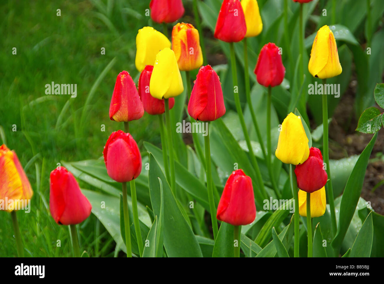 Tulpe hintergrund hi-res stock photography and images - Alamy