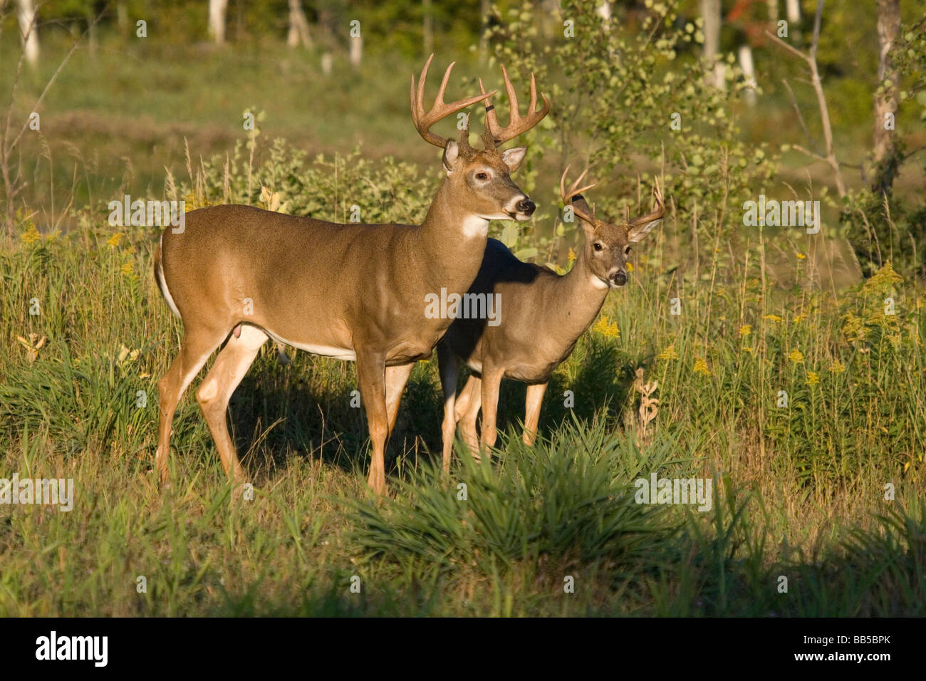 Country size comparison hi-res stock photography and images - Alamy