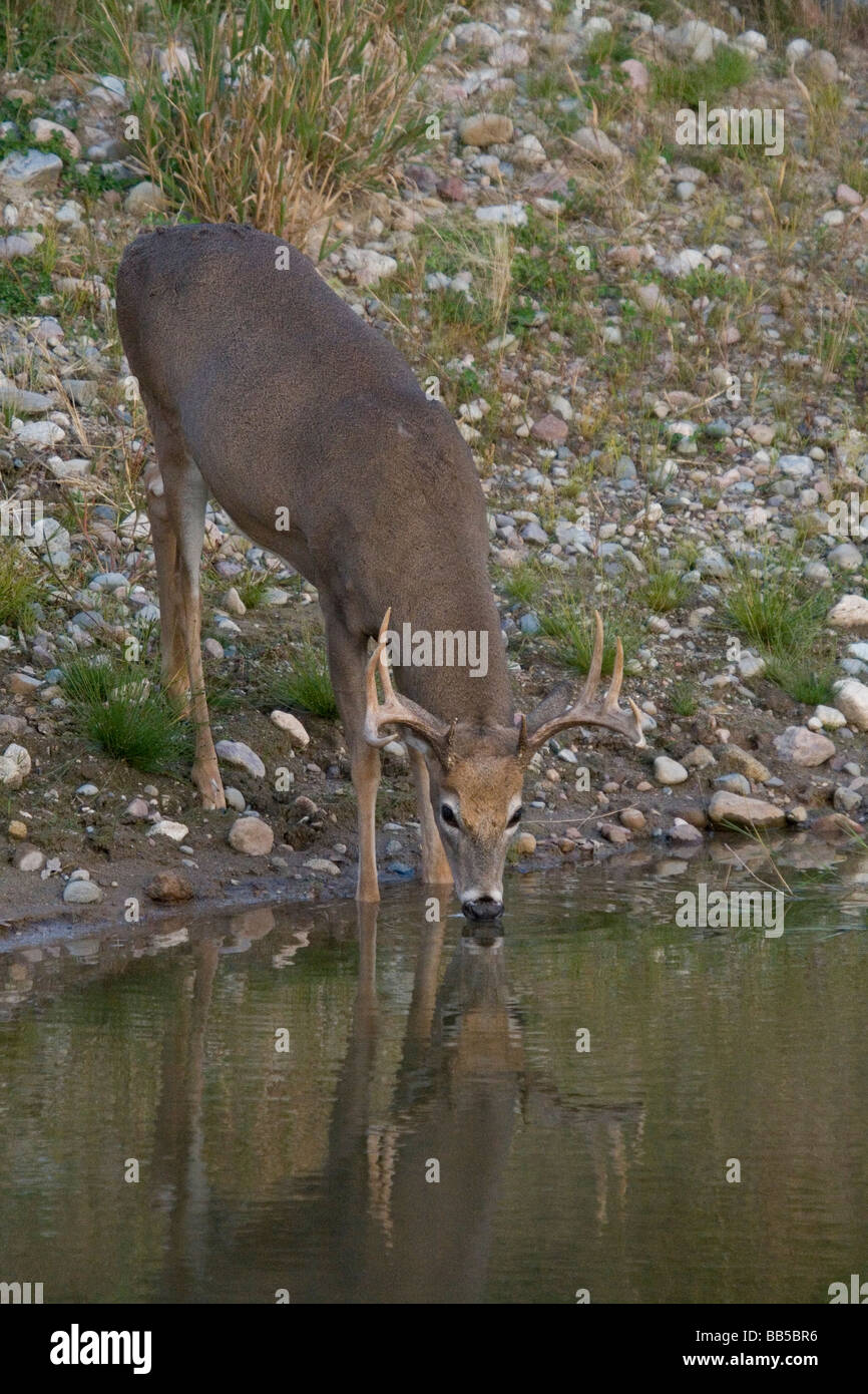 Deer whitetail buck drink pond water antlers hi-res stock photography ...