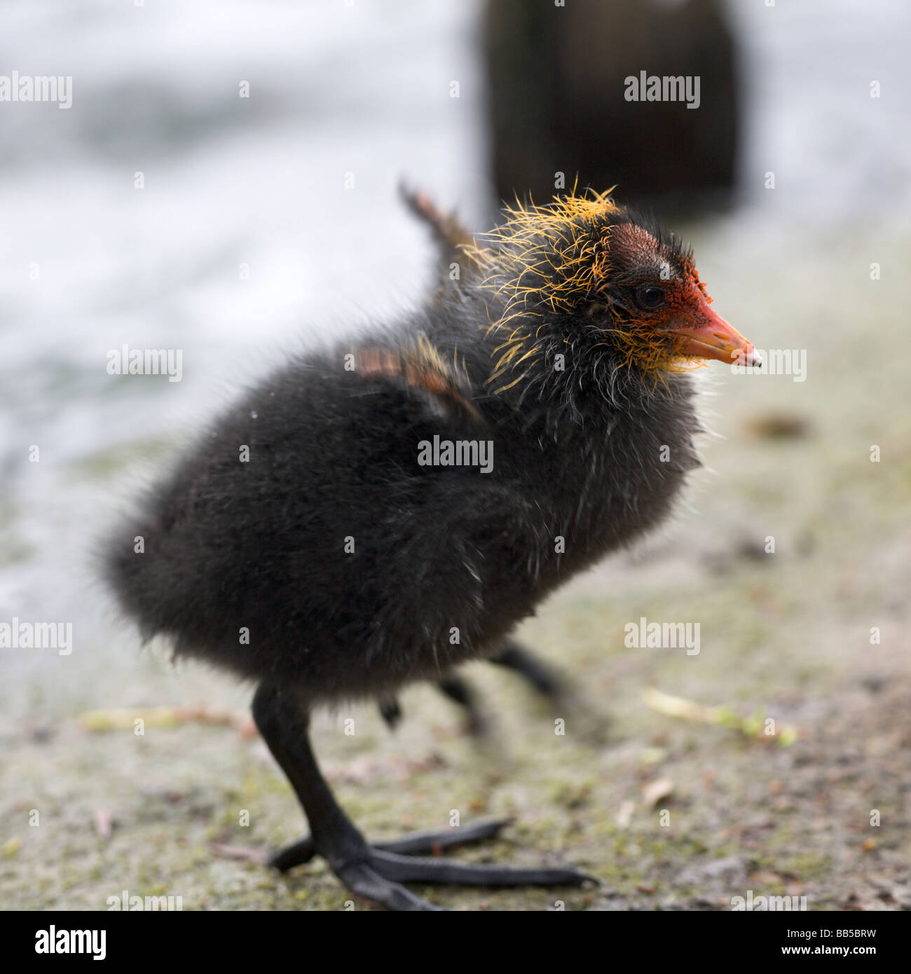 A lone baby eurasian coot chick standing on one leg on the shore of a ...