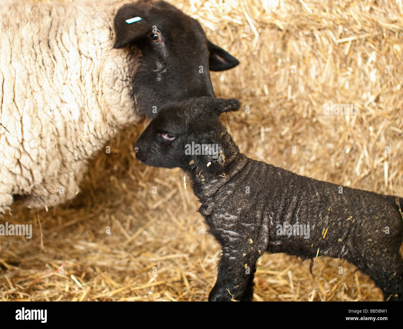 Sheep and her young lamb Stock Photo - Alamy