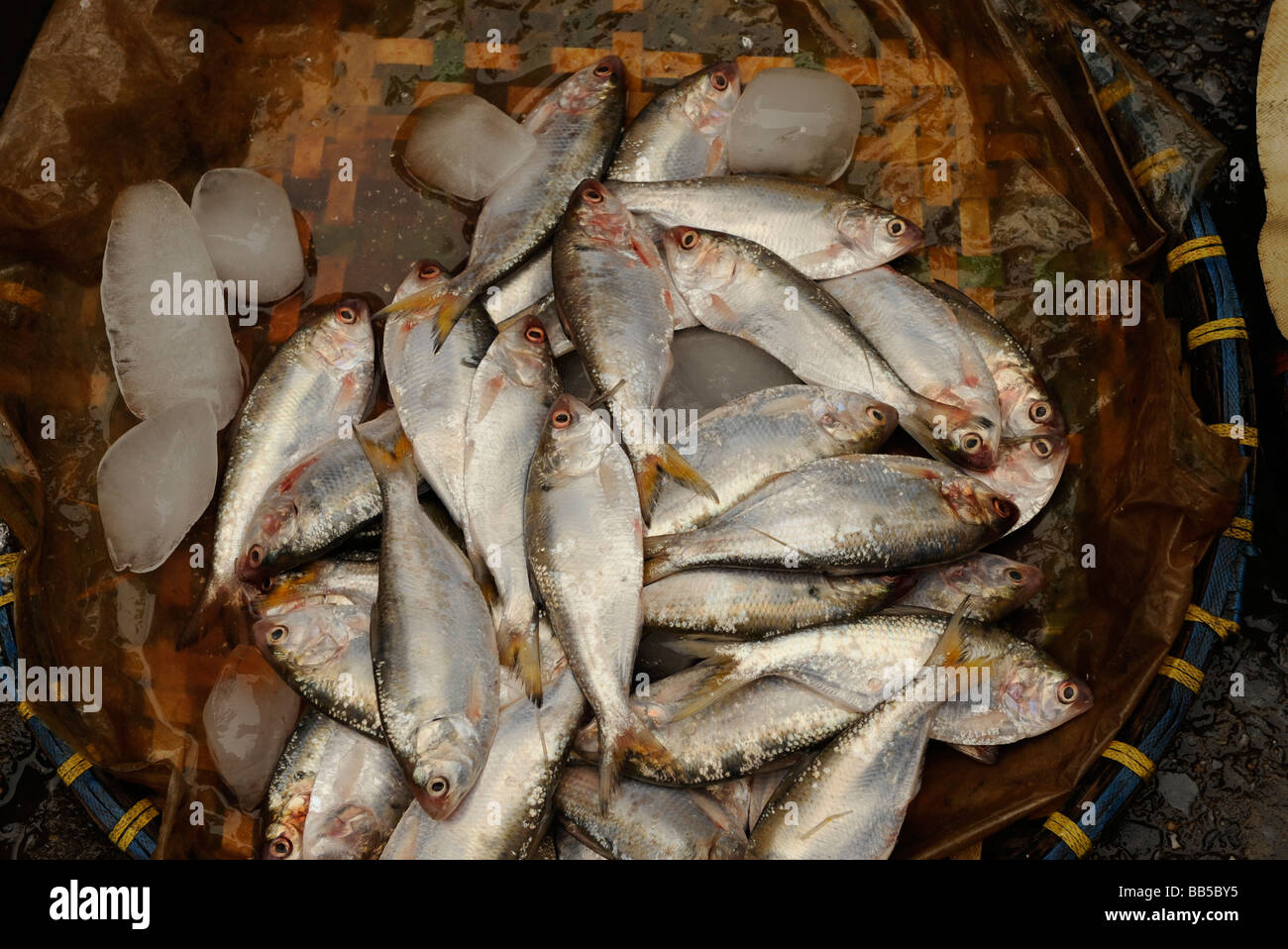 river fishes in the traditional basket for sale at fresh market in Old ...