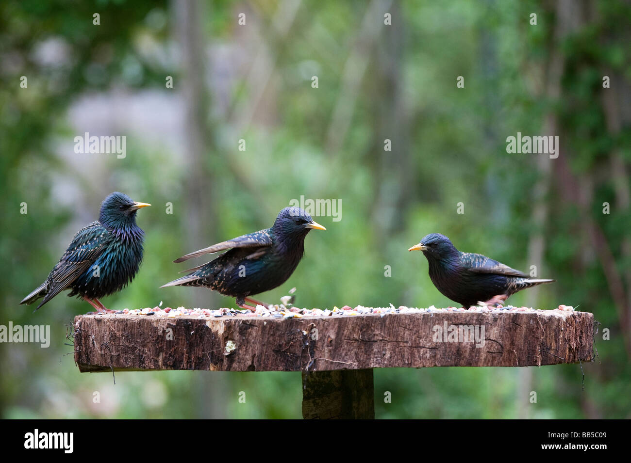 Sturnus vulgaris. Starlings feeding on a bird table Stock Photo - Alamy