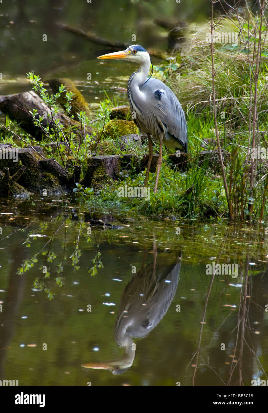 A Heron reflecting Stock Photo - Alamy