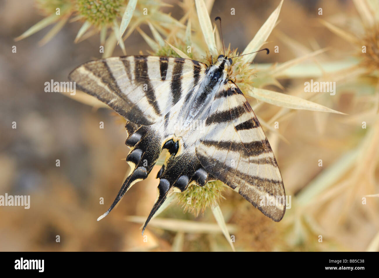 Beautiful wings hi-res stock photography and images - Alamy