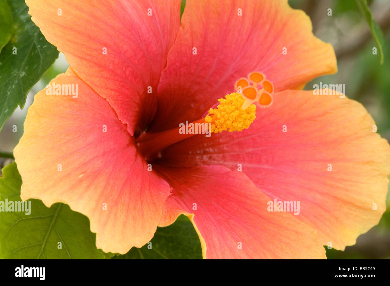 Closeup of a Vibrant Coloured Hibiscus Flower, Grenada, Caribbean Stock ...