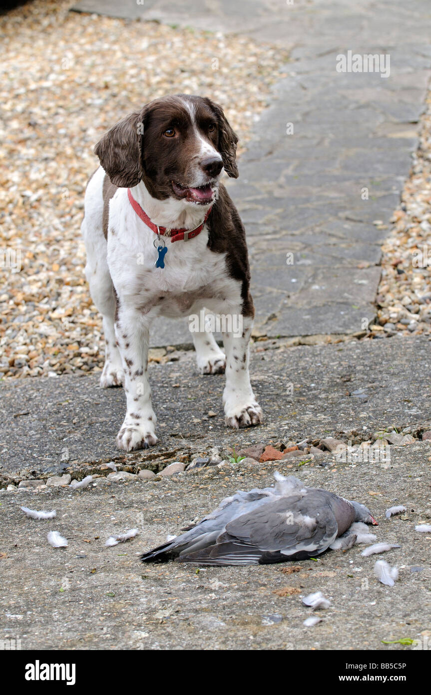 Dog with pigeon hi-res stock photography and images - Alamy