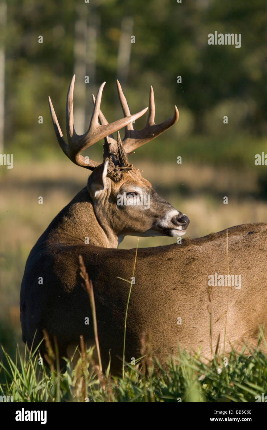 Huge Whitetail Deer Antler