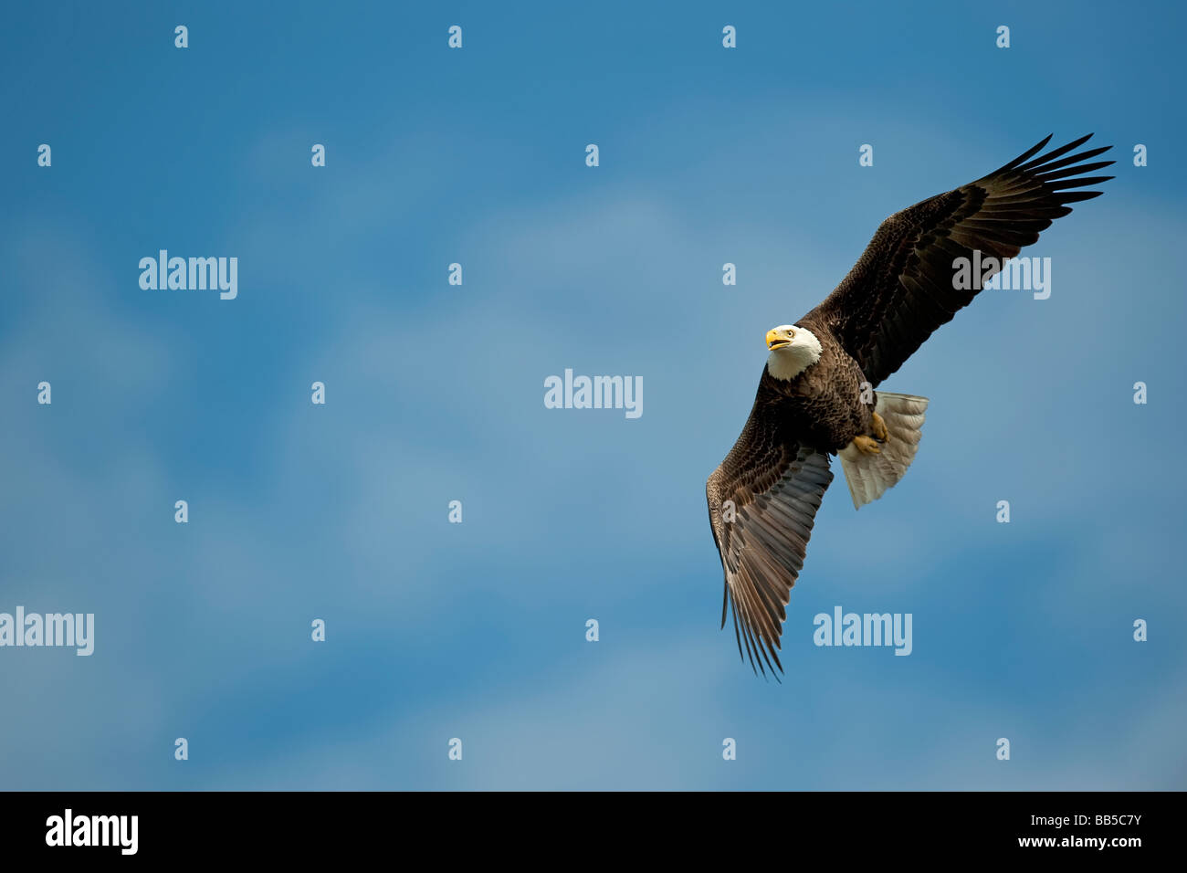 Bald Eagle in flight Stock Photo - Alamy