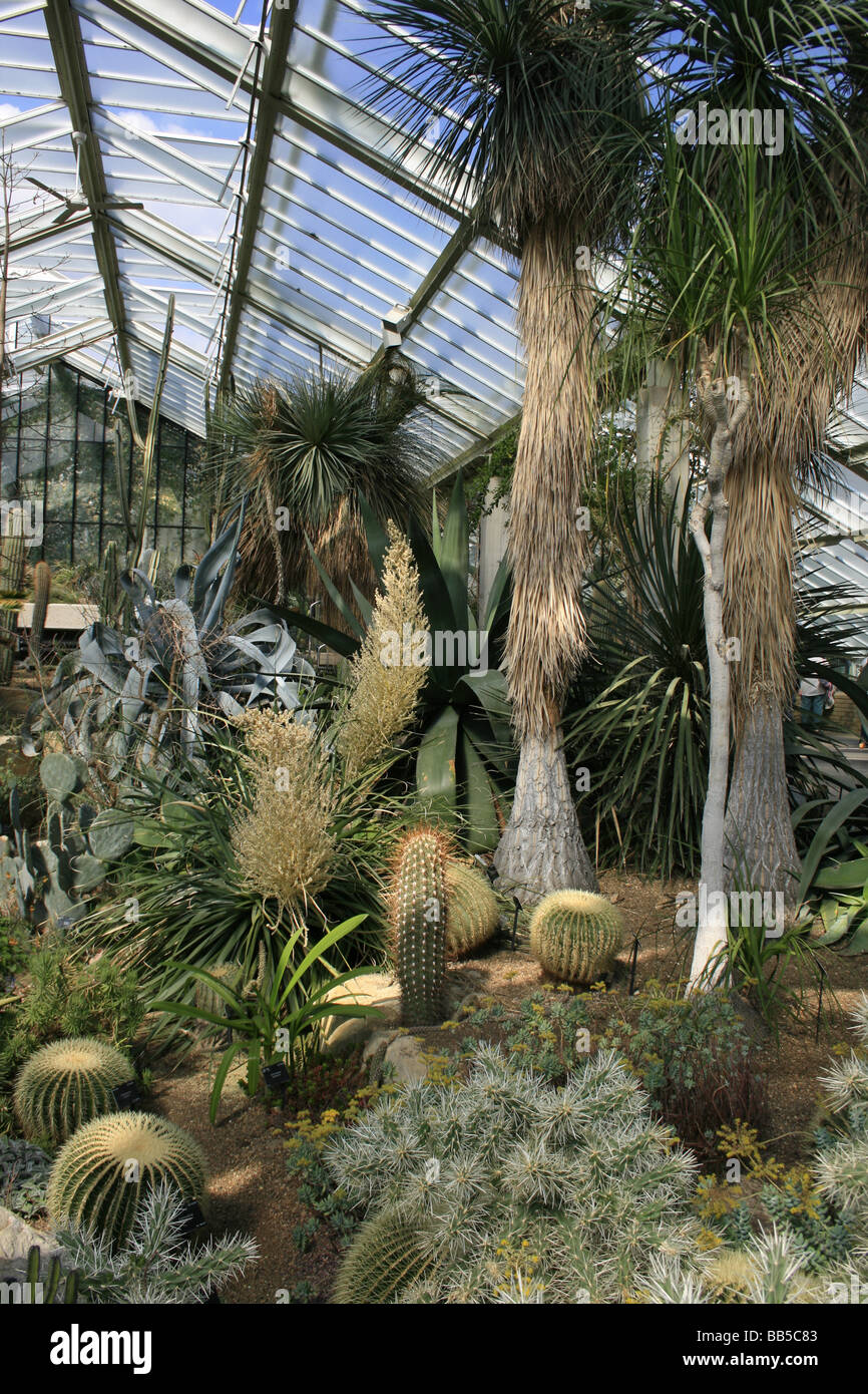 The cacti collection in the Princess of Wales conservatory at Kew ...
