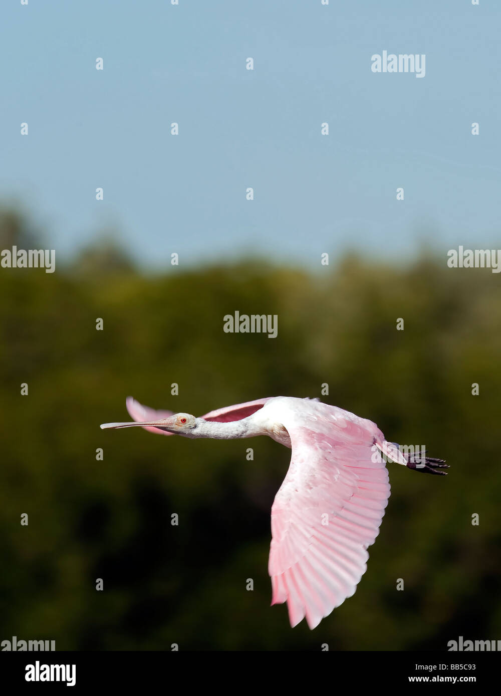 Roseate Spoonbill in flight Stock Photo - Alamy