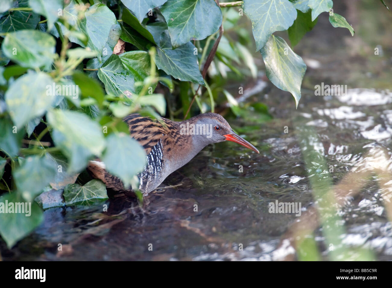 Barred rail hi-res stock photography and images - Alamy