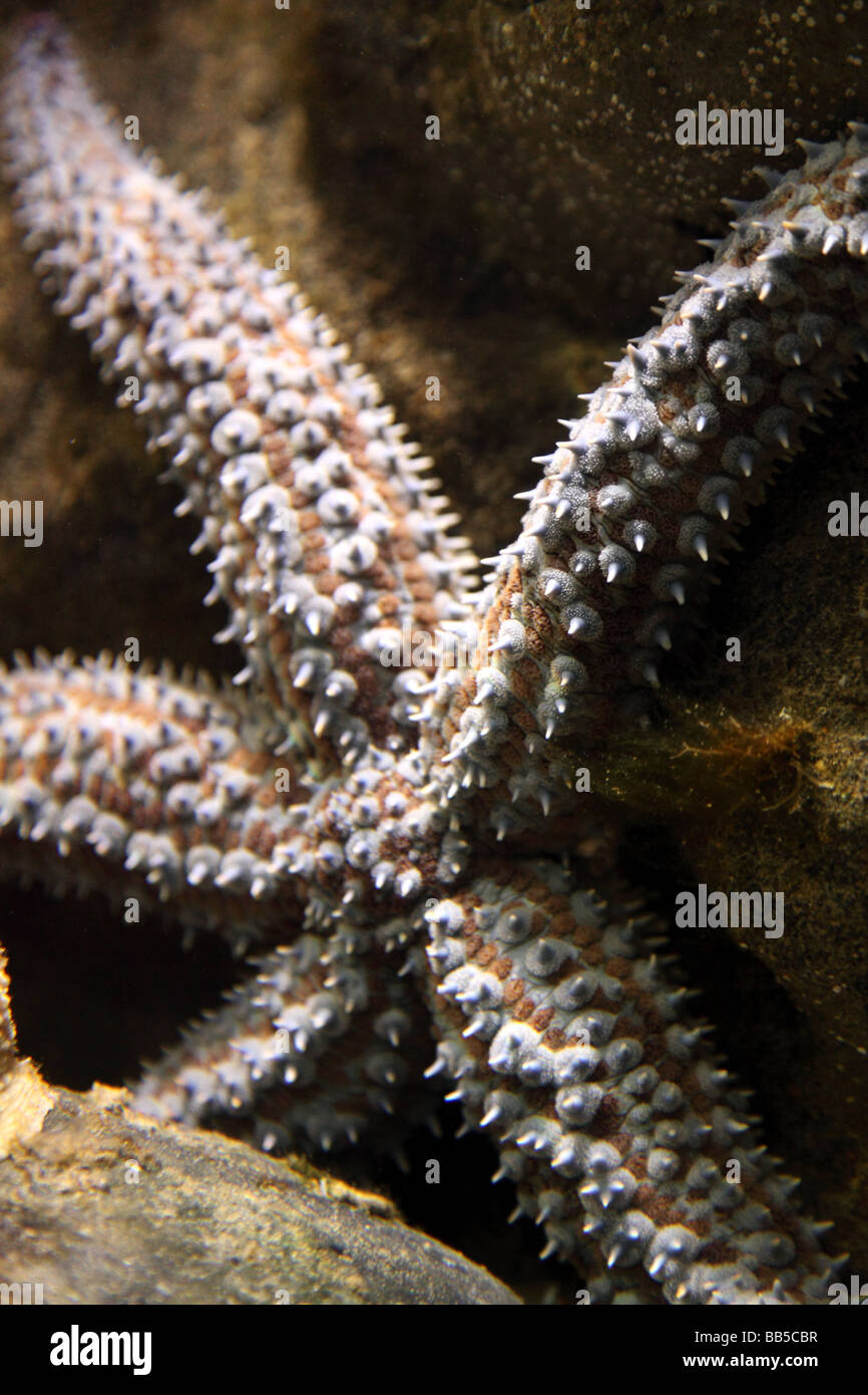 Five starfish hi-res stock photography and images - Alamy
