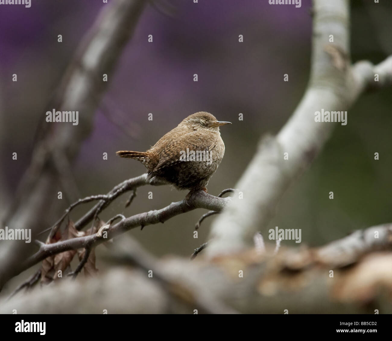 Sleeping wren hi-res stock photography and images - Alamy