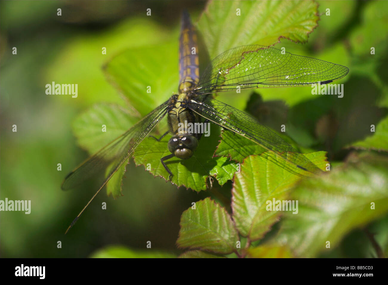 Dragonfly resting on a leaf Stock Photo - Alamy