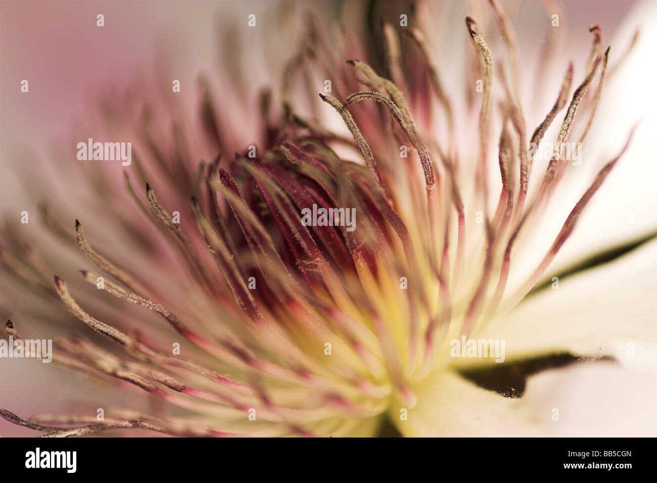 Pink clematis hi-res stock photography and images - Alamy