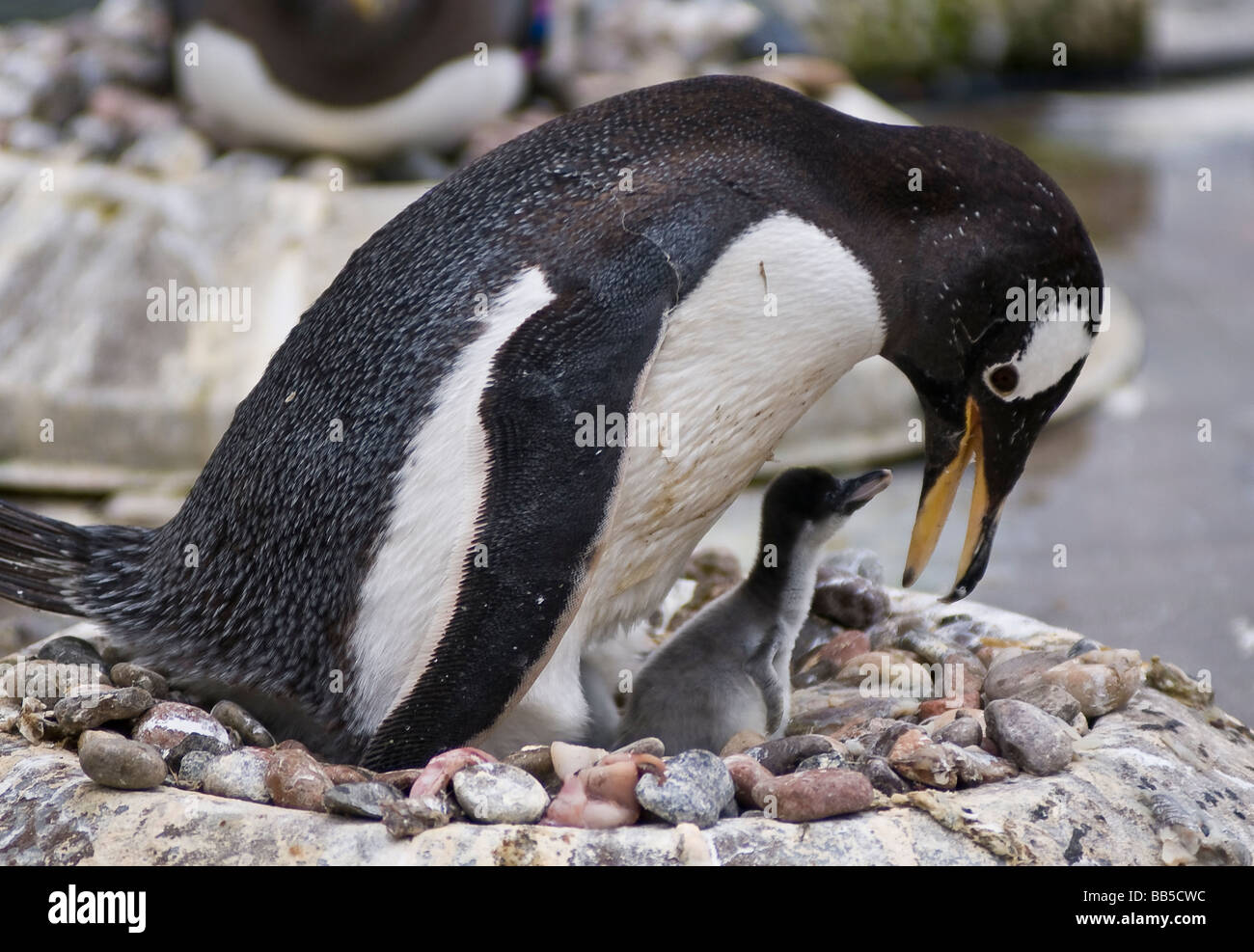 penguin feeding its chick Stock Photo - Alamy