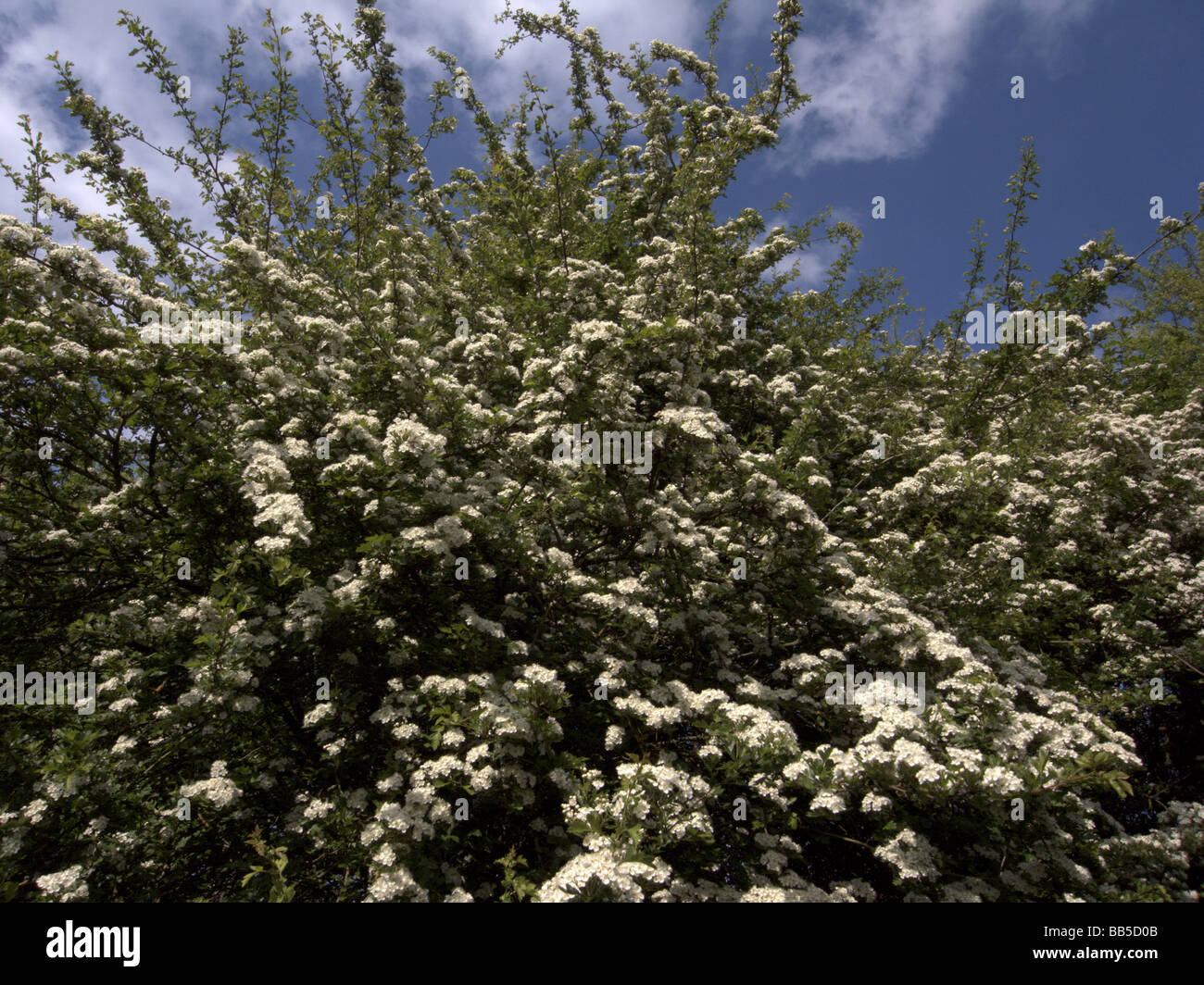 Hawthorn (Crataegus monogyna) hedge in blossom Stock Photo - Alamy