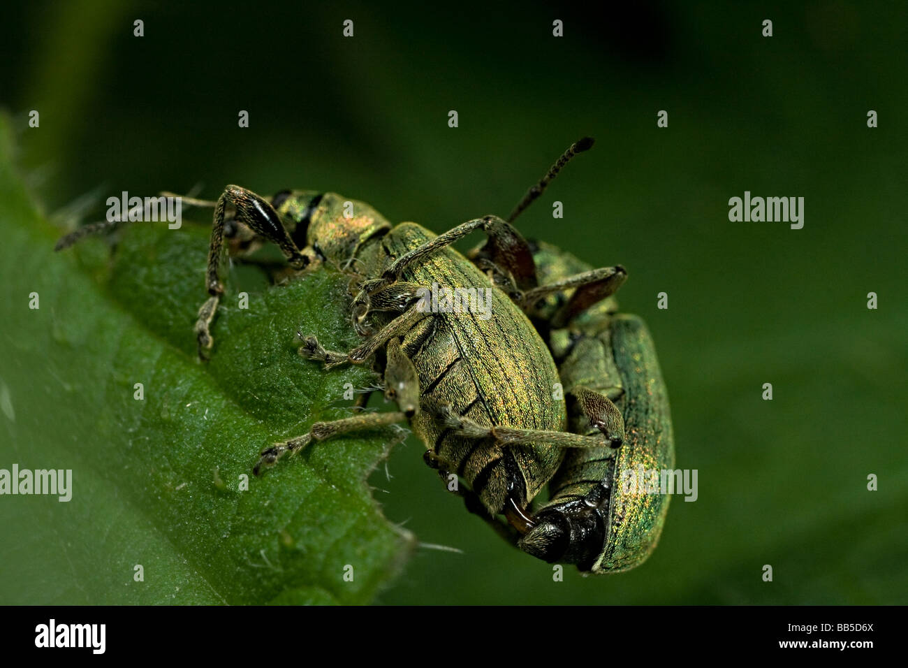 nettle weevils mating on a nettle Stock Photo - Alamy