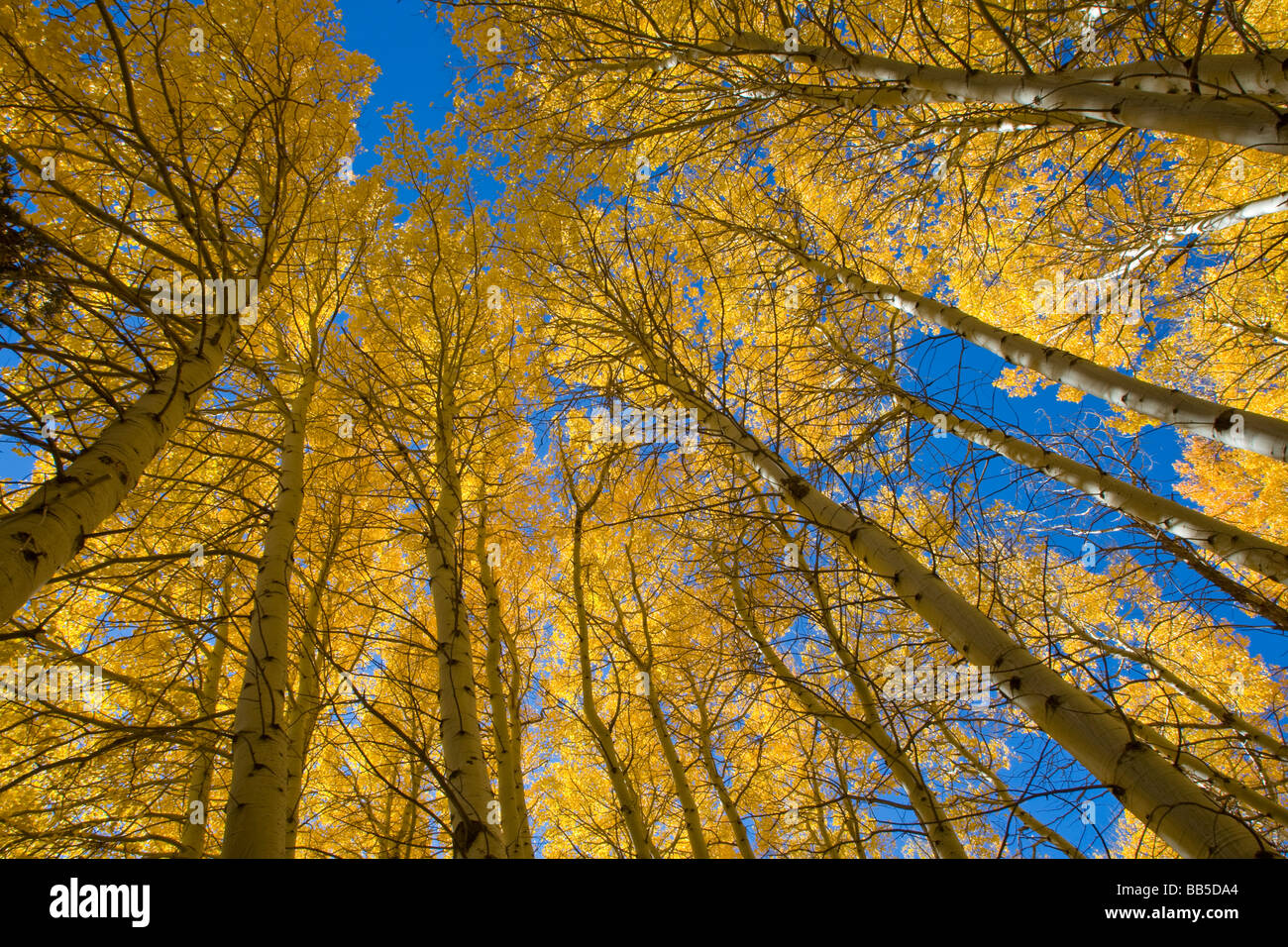 Aspen trees with yellow leaves hi-res stock photography and images - Alamy