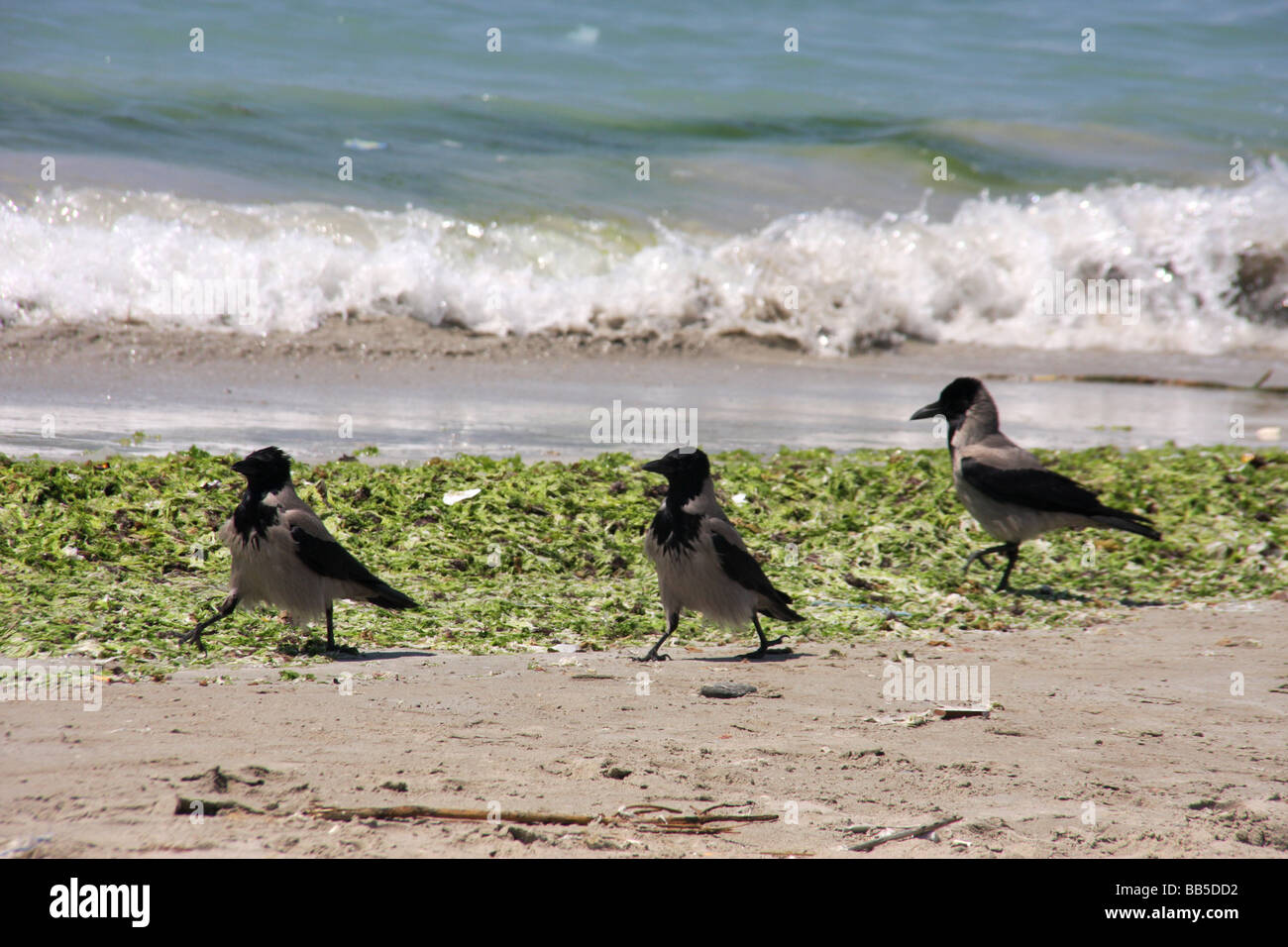 Crows on beach in alexandria, egypt Stock Photo - Alamy