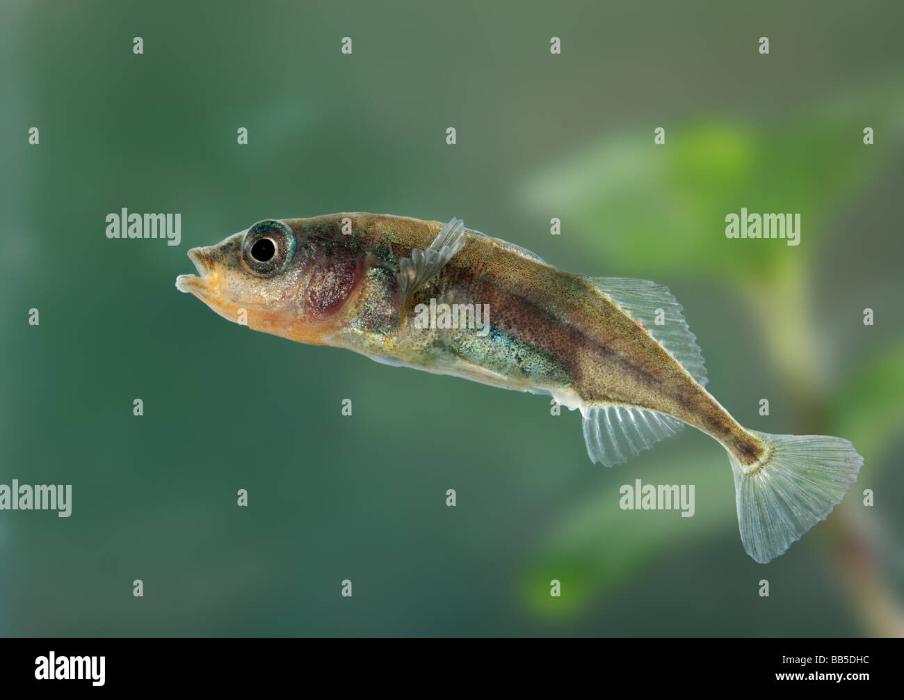 Three 3-spined stickleback Gasterosteus aculeatus Stock Photo - Alamy