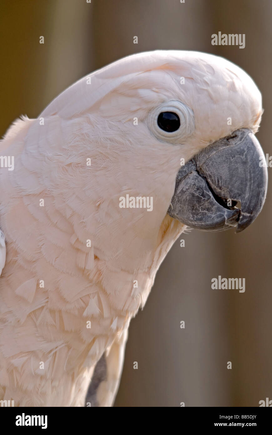 White parrot hi-res stock photography and images - Alamy