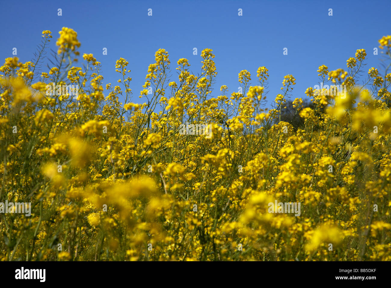 Rapeseed Brassica napus also known as Rape Oilseed Rape Rapa Rapaseed ...
