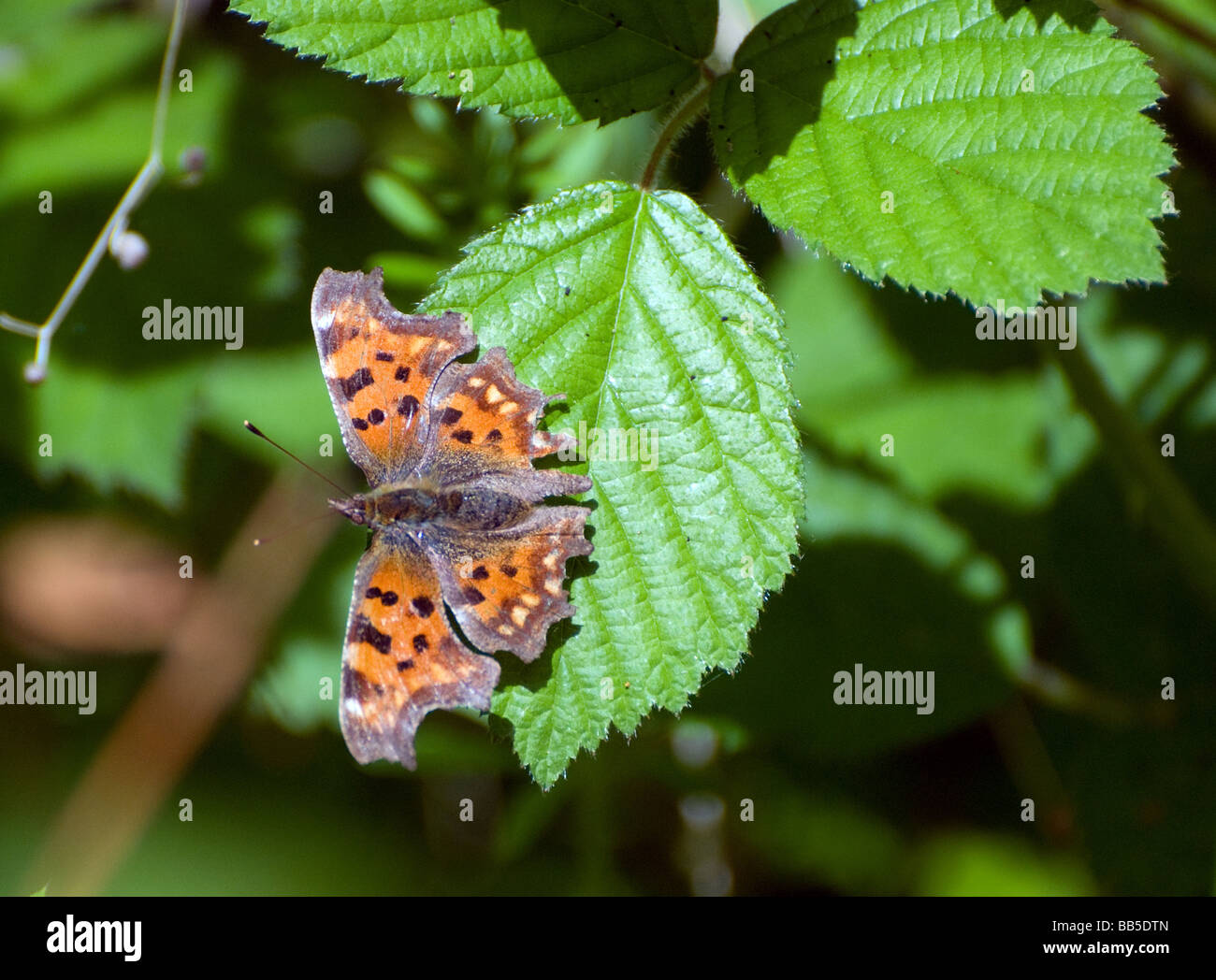 Comma butterfly in an english woodland Stock Photo - Alamy