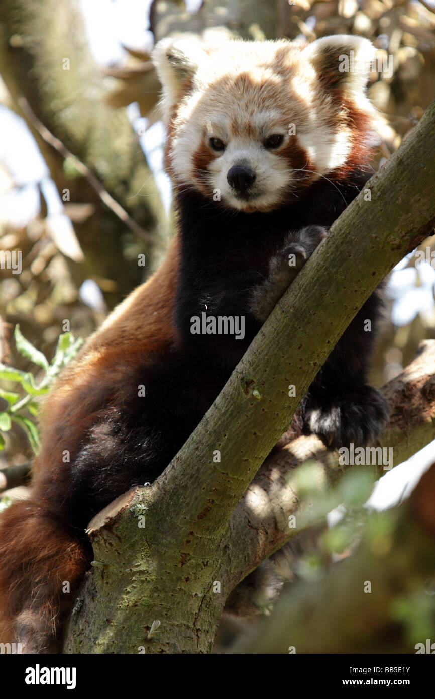 Red Panda (Ailurus fulgens Stock Photo - Alamy